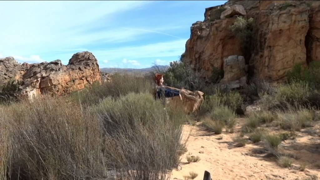 Moonwalking Bear in the Cederberg. - YouTube