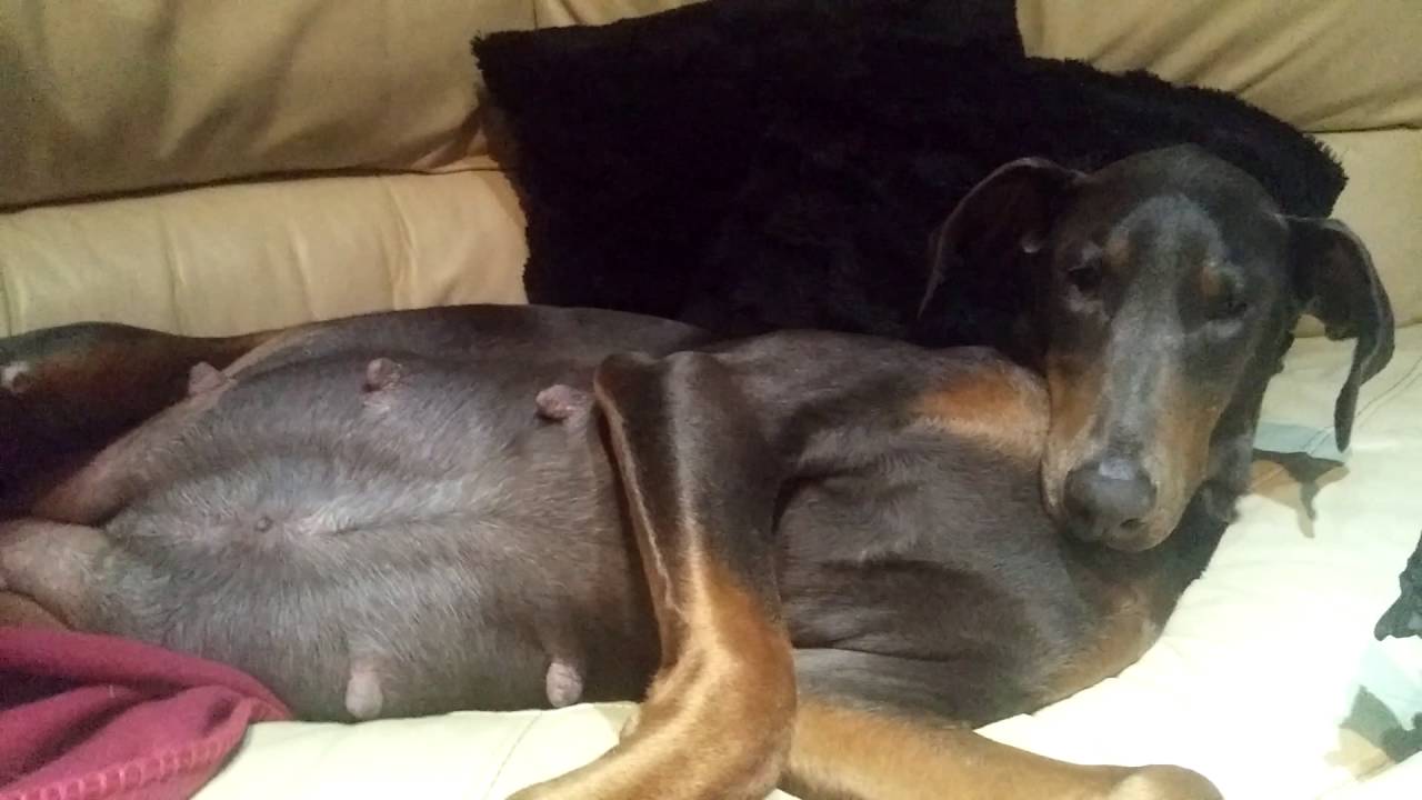 Dog having contractions - YouTube