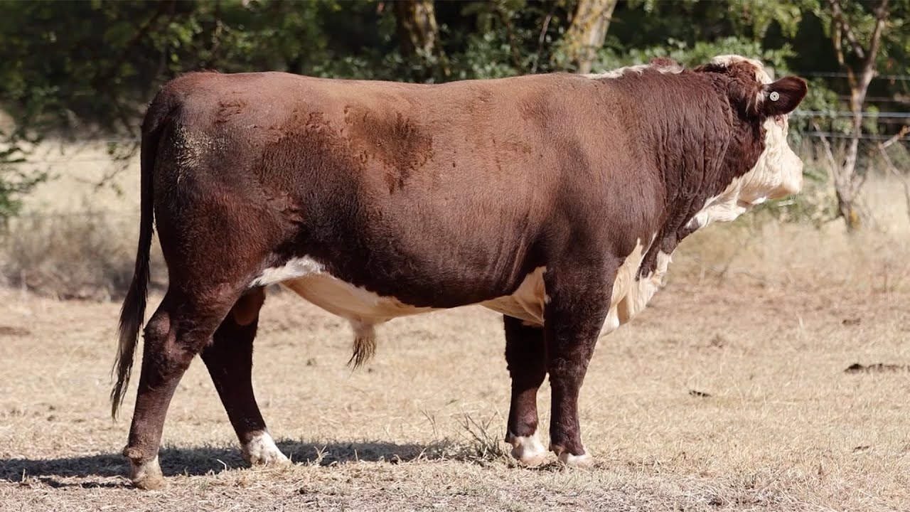 Lot 15 DCPT077 Schipps Red Angus & Doodle Cooma Poll Hereford Bull Sale ...