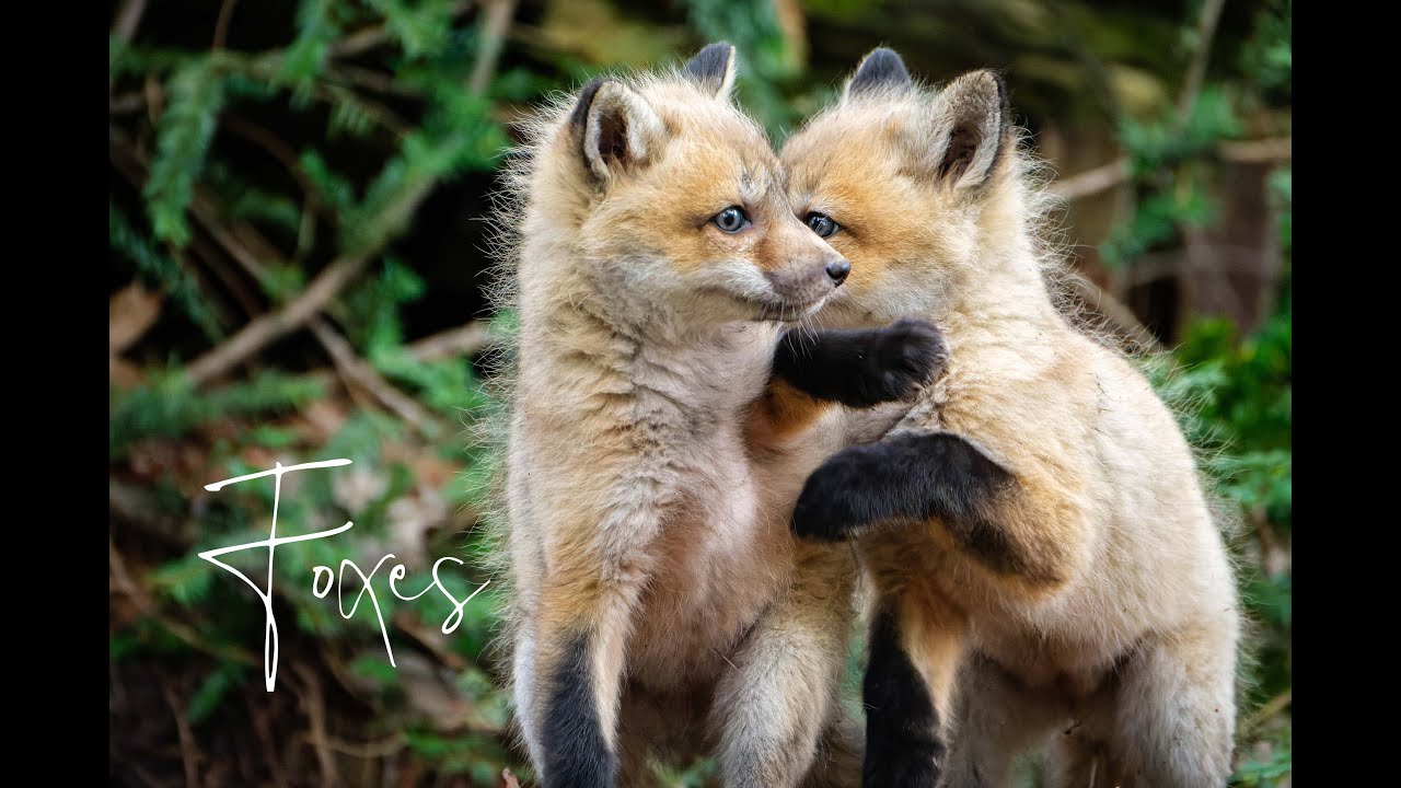 Most adorable Fox babies playing together - YouTube