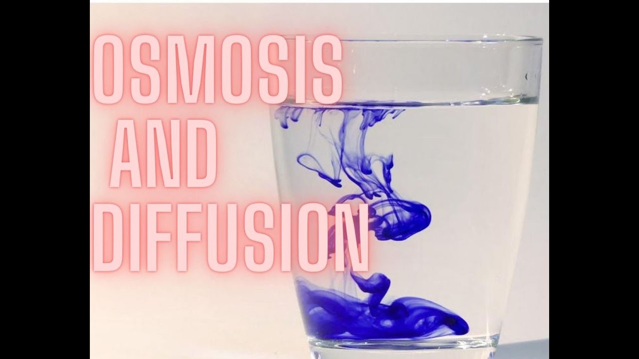 Osmosis And Diffusion CXC HUMAN AND SOCIAL BIOLOGY YouTube osmosis-and-diffusion-cxc-human-and-social-biology-youtube
