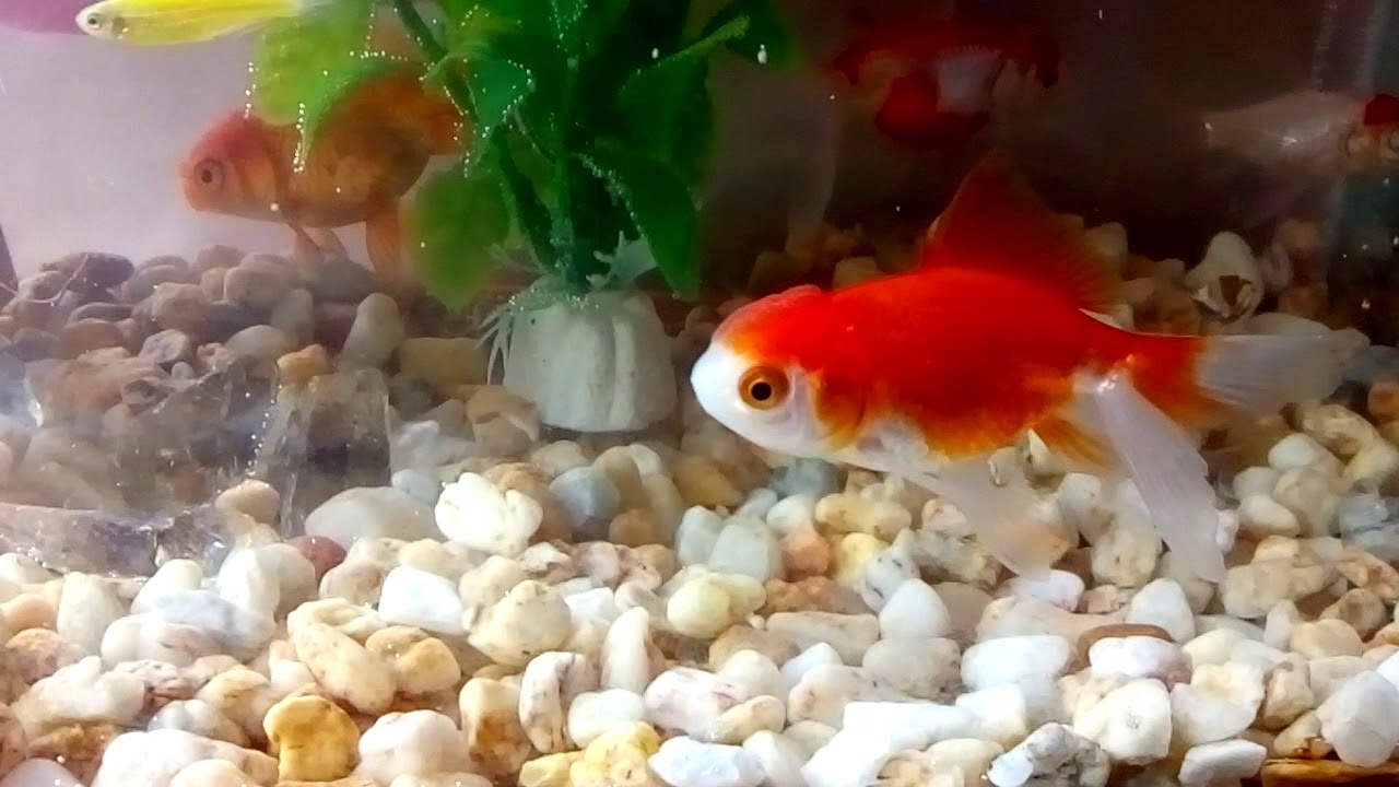 El pez rey - YouTube