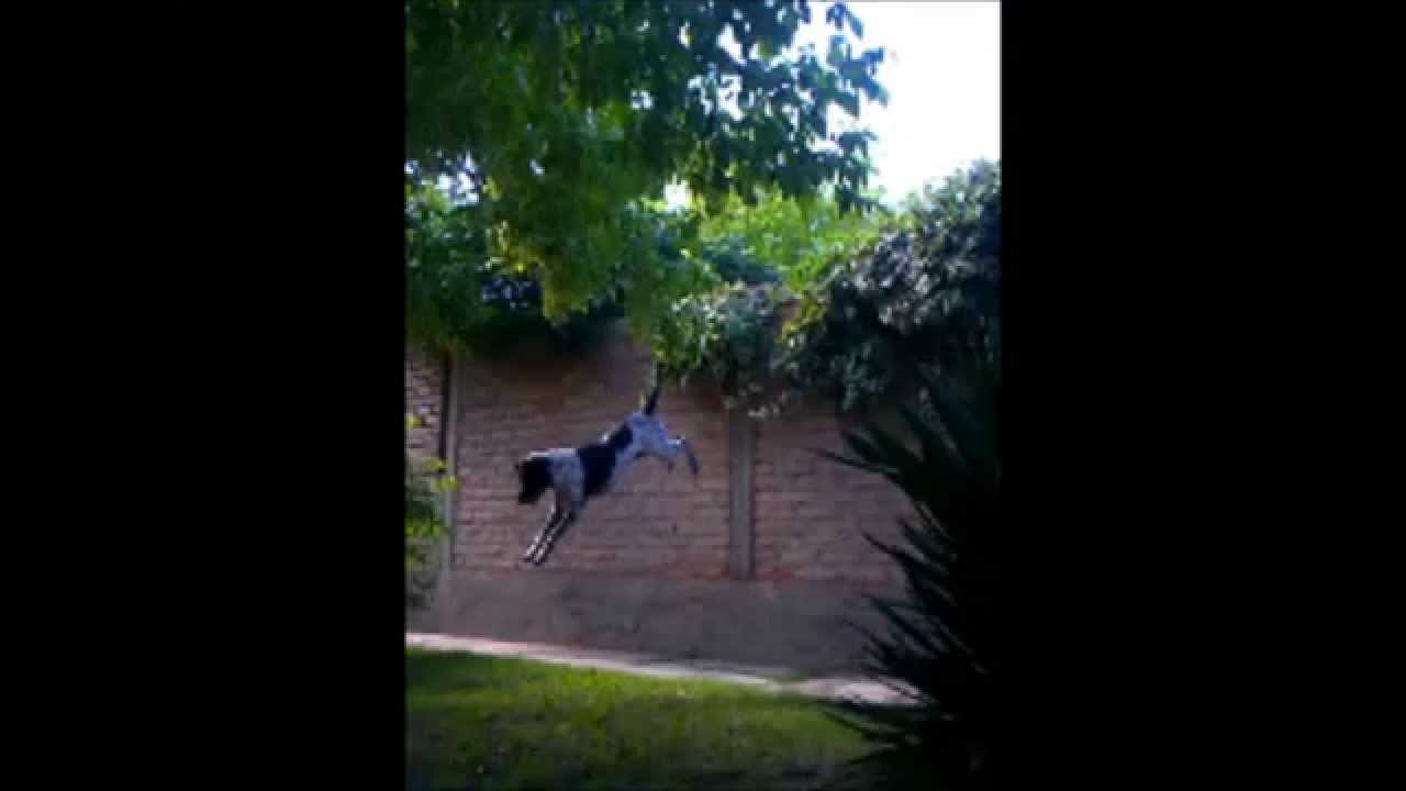 El perro volador - YouTube