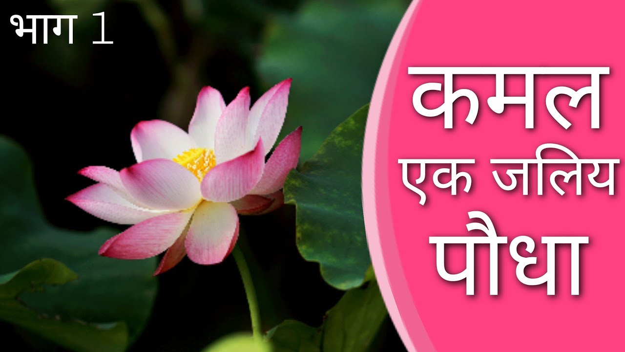 कमल एक जलिय पौधा | full information of lotus flower | as knowledge ...
