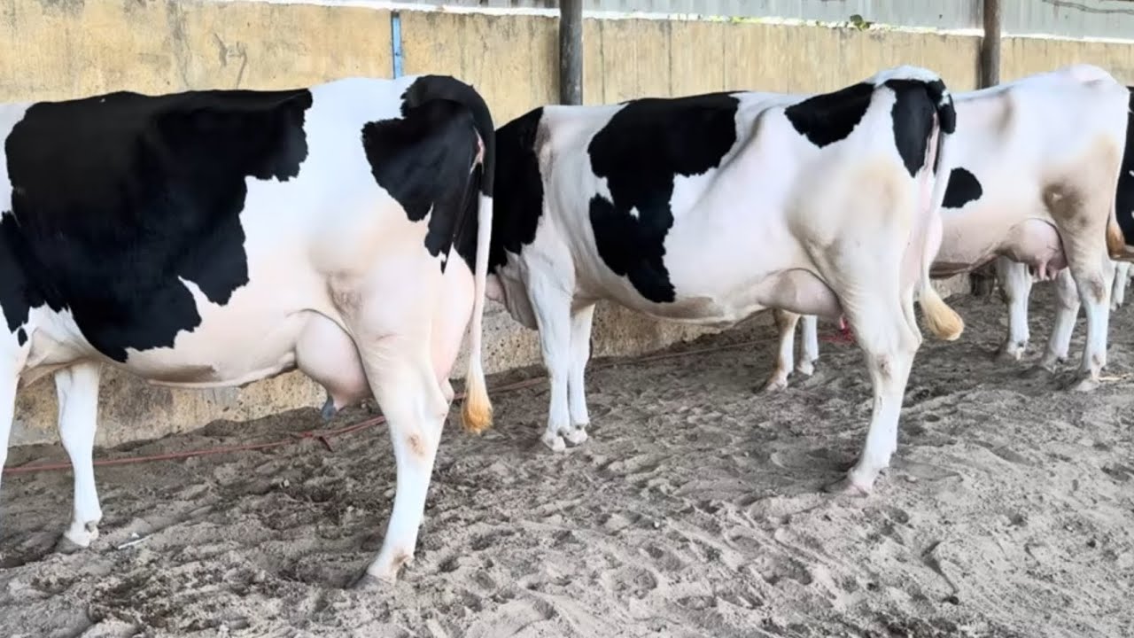 30 30 लीटर दूध कांटे तोल वाला 👍 55000 से दाम शुरू।। 🙏15 Cows Sale ...