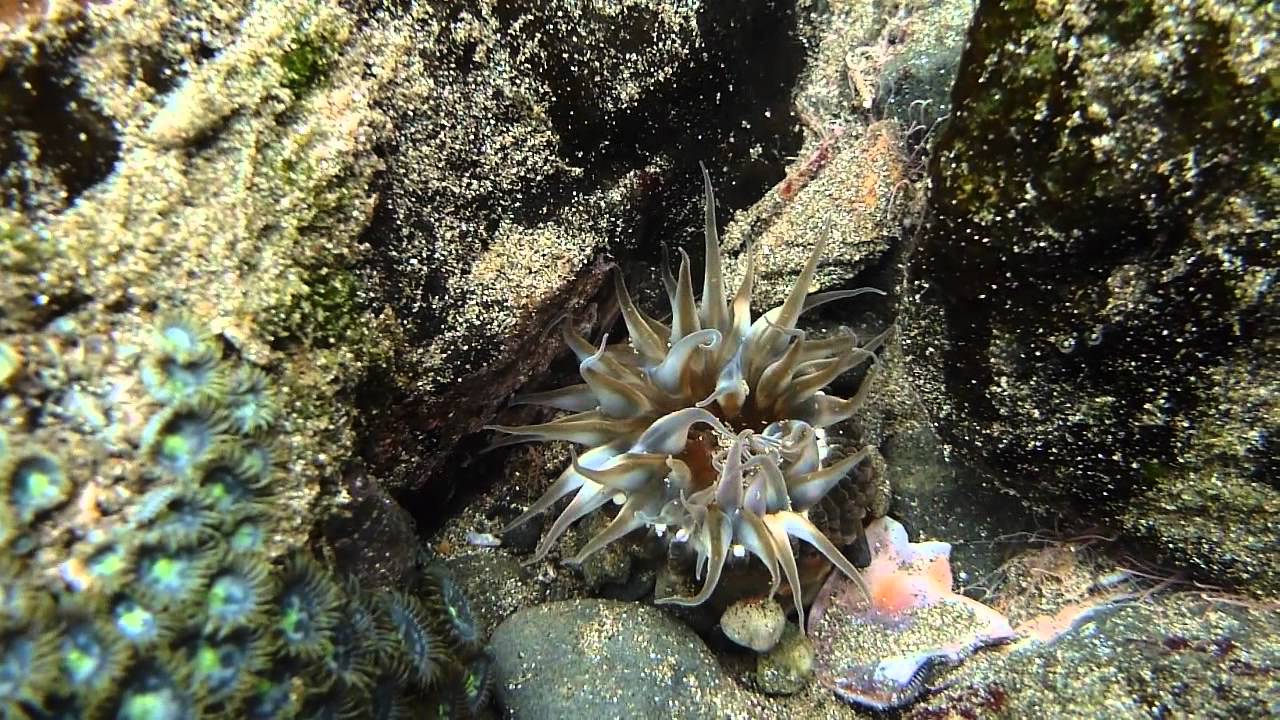Sea Anemone Opening Up After Digesting - YouTube