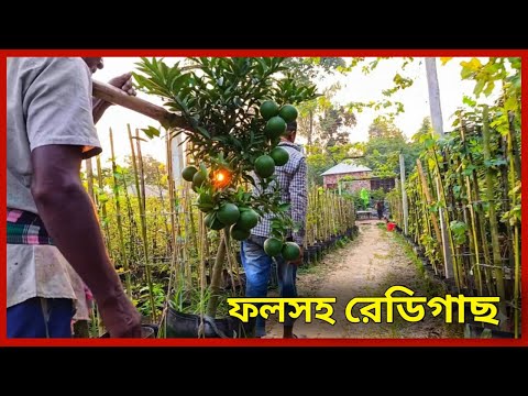 ছাঁদবাগানের জন্য ফলসহ রেডিগাছ যাচ্ছে নোয়াখালী।