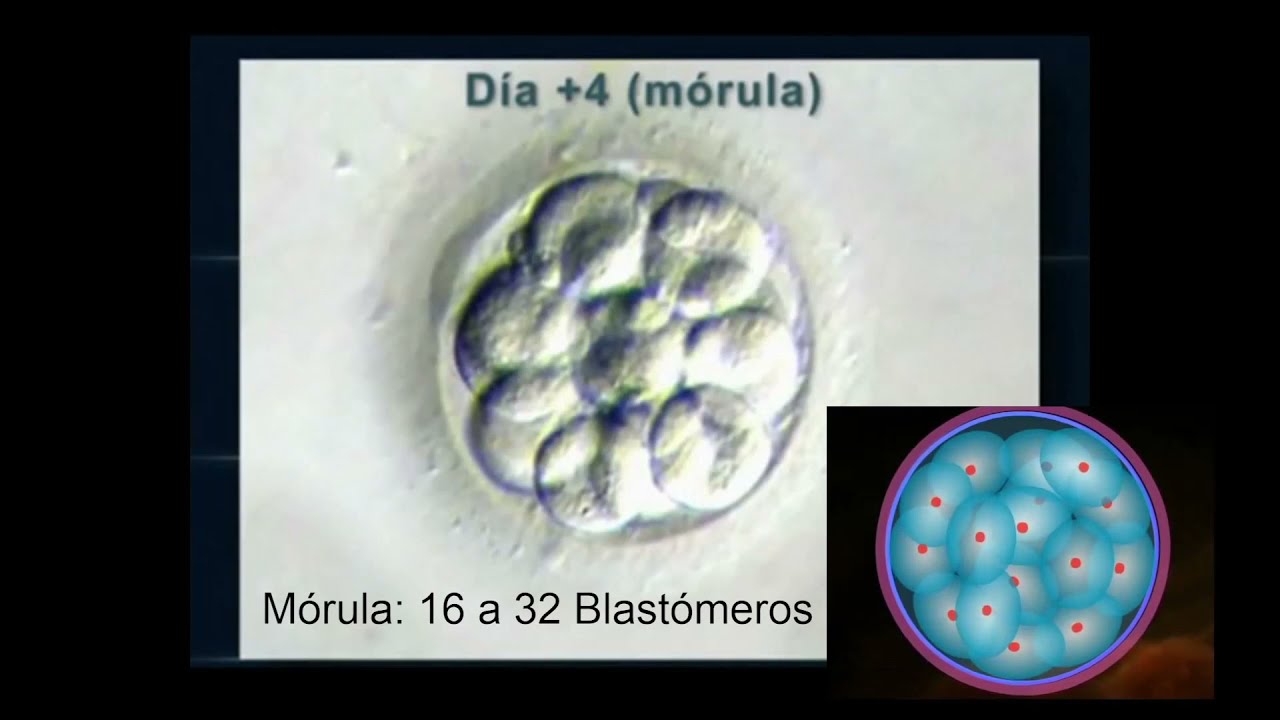 Desarrollo embrionario - video complementario: desde la segmentación a ...
