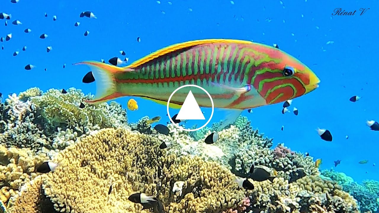 Vivez l'expérience unique d'une plongée virtuelle au cœur du récif de ...