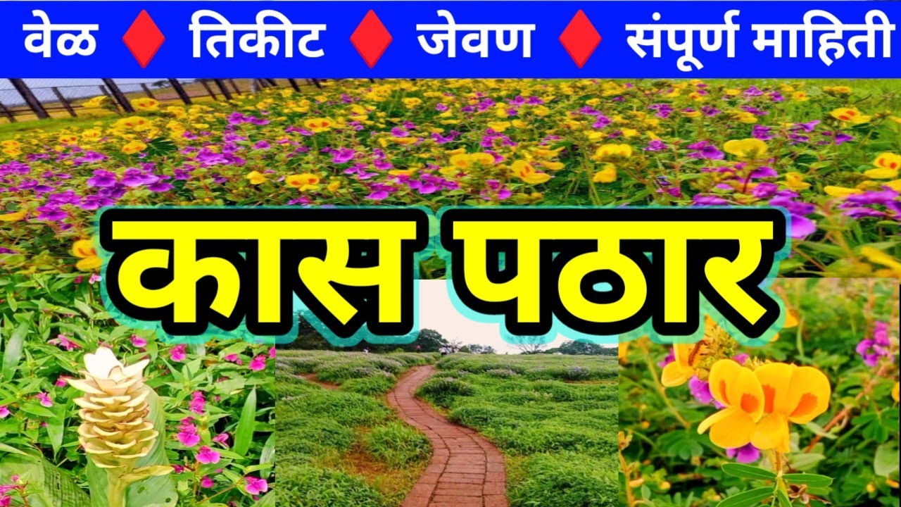 Kaas Pathar 🌸 कास पठार 🌸 Kaas Pathar 2024 🌸Full Information 🌸 kas ...