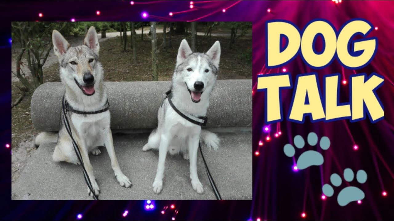 Dogs telling jokes, try not to smile... - YouTube