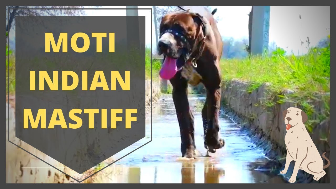MOTI ||BULLY DOG ||BULLY KUTTA||INDIAN|| - YouTube