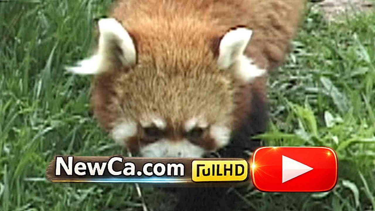 🐼 Red Panda Exhibit at the Toronto Zoo 🐯🌳🦧 2012 | FullHD - YouTube
