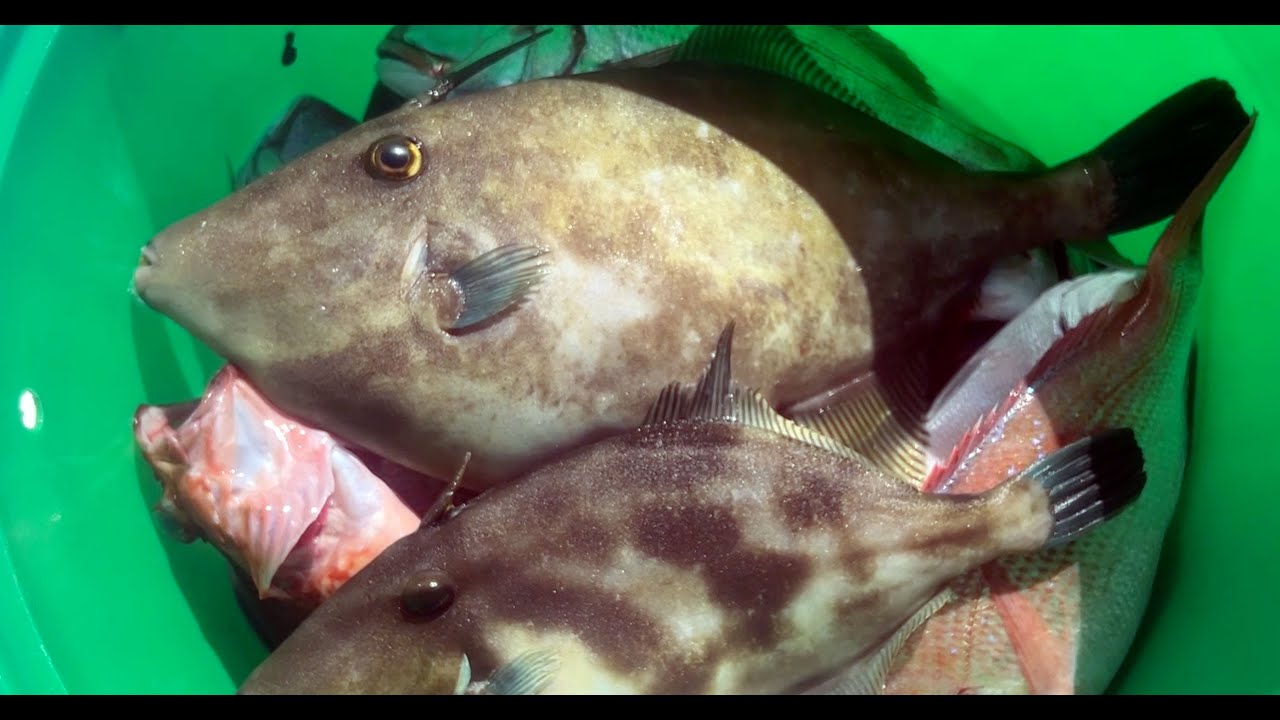 Catch a giant black scraper and make a uniquely Japanese dish! Sea ...