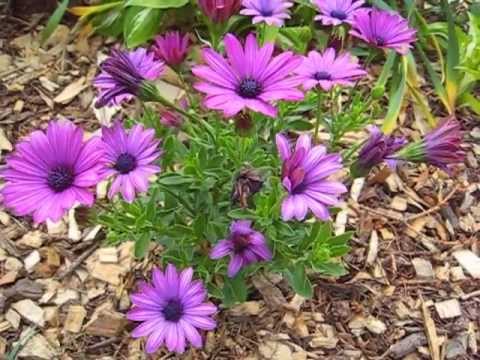 Our Flower Garden - Wisconsin Garden Video Blog 137 - YouTube