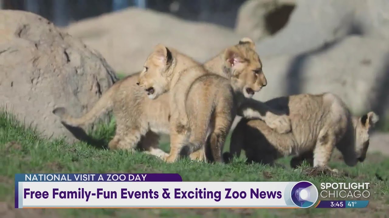Free Family-Fun Events & Exciting Zoo News - YouTube