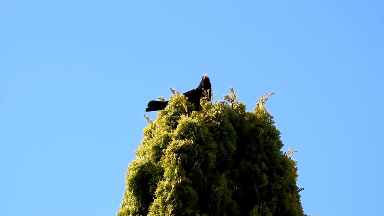 Blackbird Singing Funny Song - YouTube