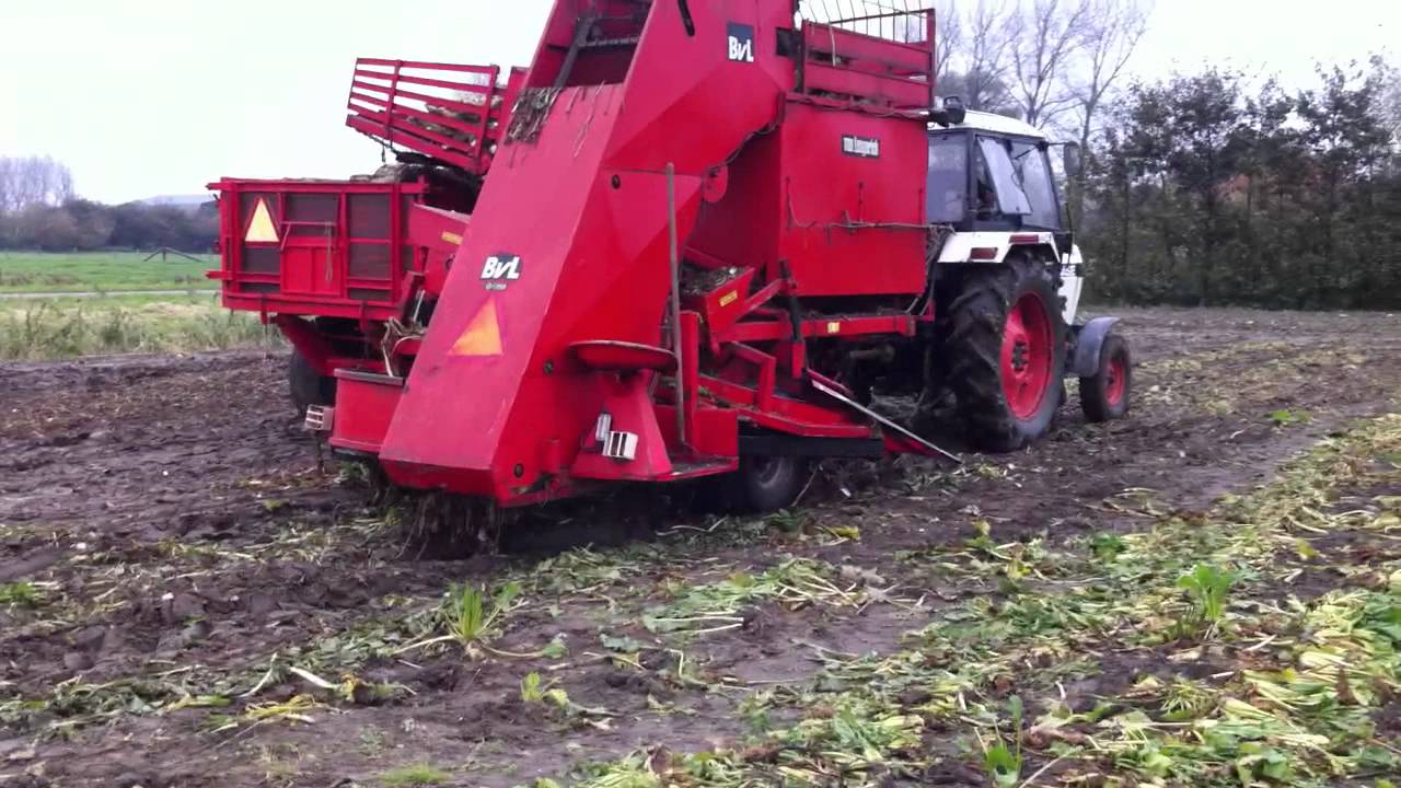 Lifting fodder beet - Voerbieten rooien - YouTube