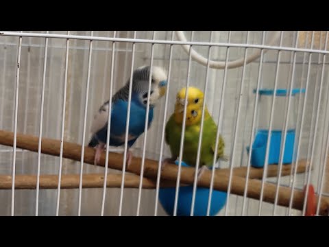 Yeni aldiğim muhabbet kuşu Lady və Coco bir kafesde. Ceşanin kafesin neden ayirdim. #papagan#papuqay