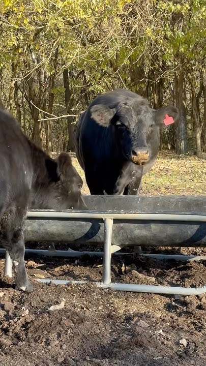 Nom nom nom 🐮 #cows #farming #cow #kentucky #farmlife #nomnom #cattle #feeding #agriculture # ...