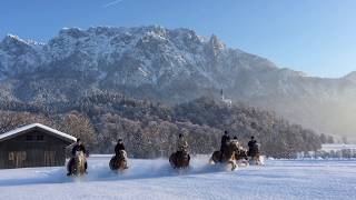 Tiroler Haflinger Pferde Im Winter