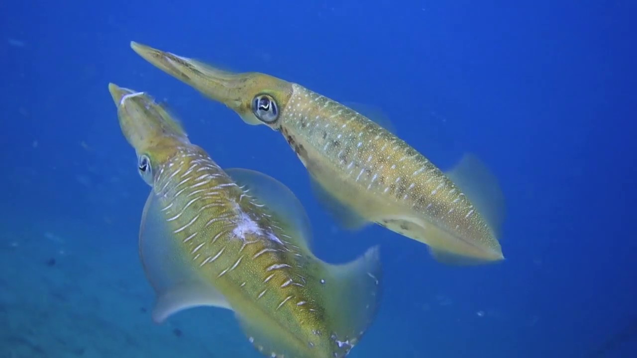 Squid's Ballet - Mating Squids in Ambon - YouTube