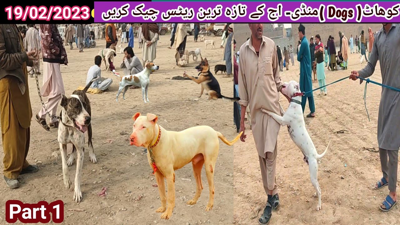 Pakistan Famous Dogs Market | Pitbull Ny Kohati Gultair Par Attack kr ...
