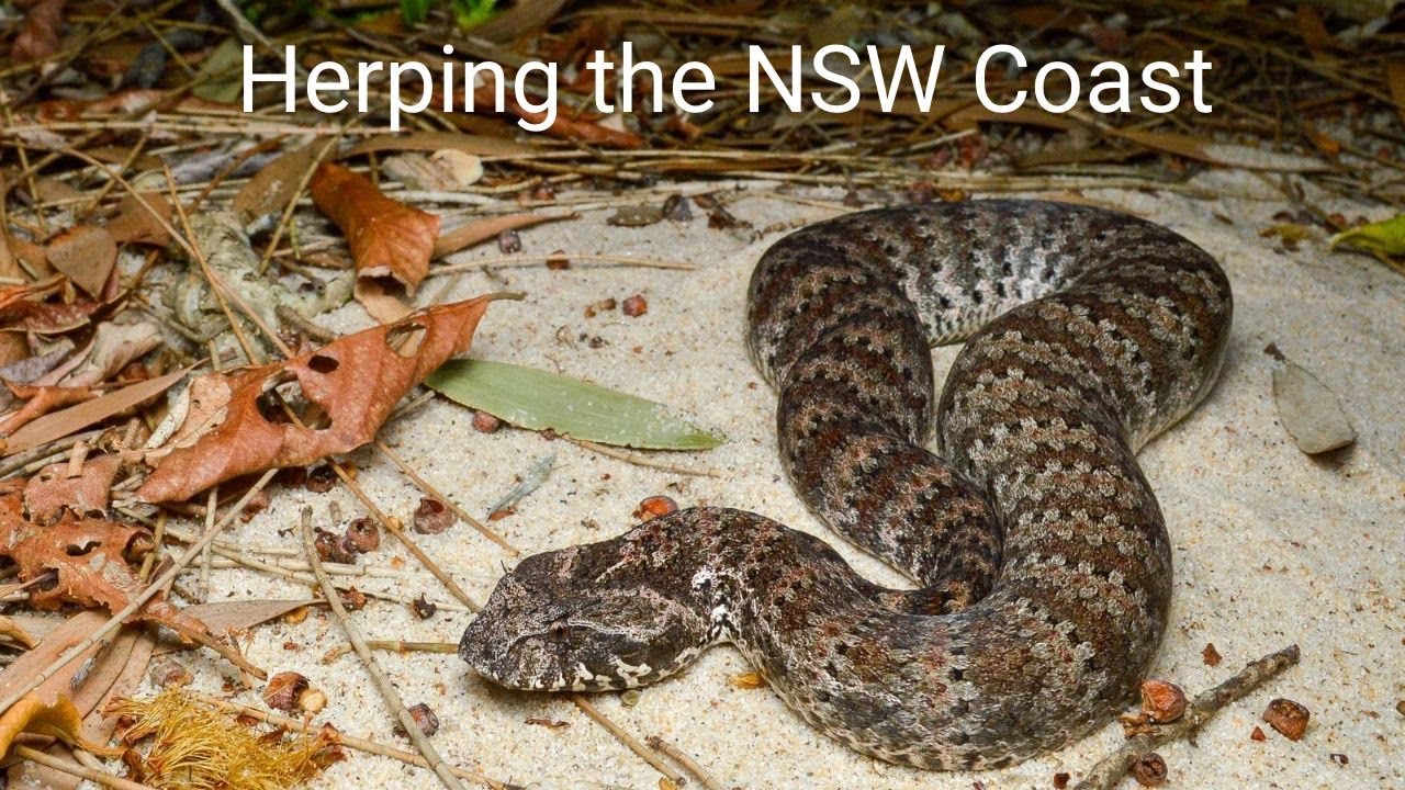 Herping the NSW Coast - Death Adders and Swamp Snakes - YouTube