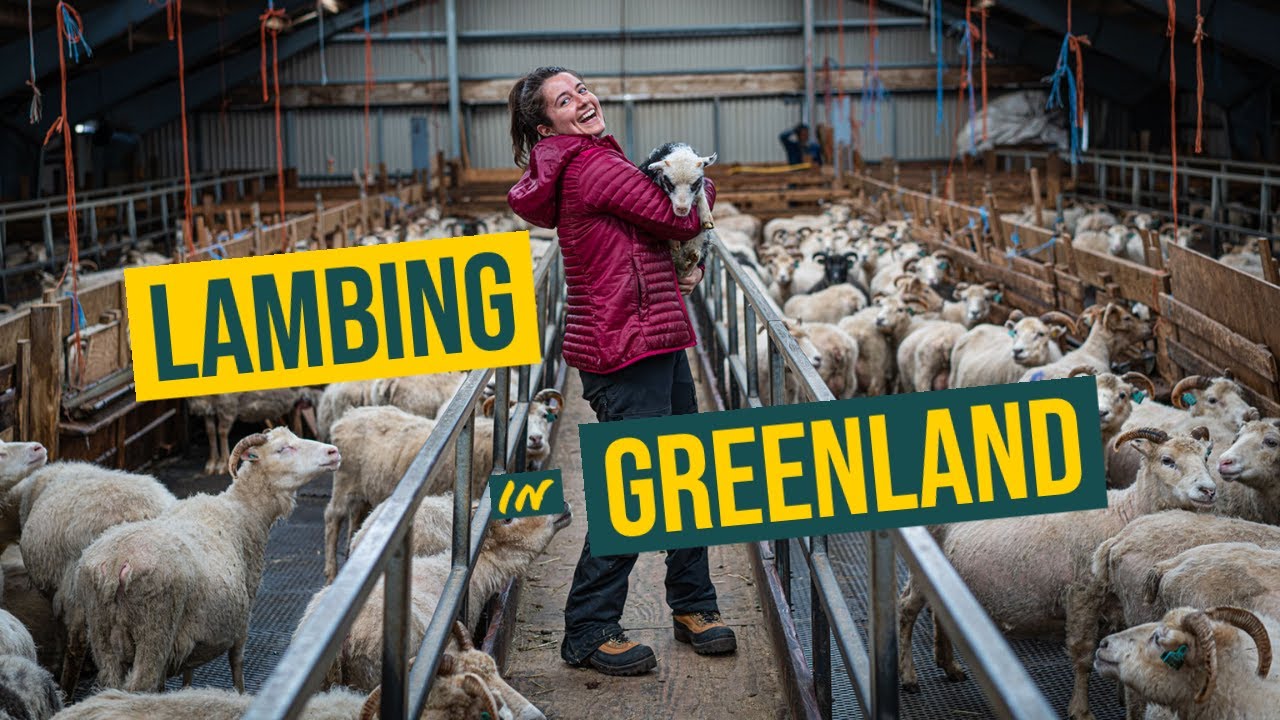 I spent a week birthing lambs on a sheep farm in Greenland! - YouTube