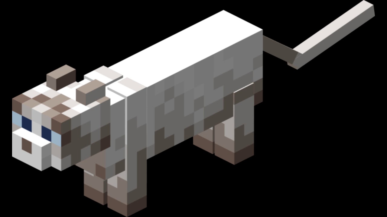 Ragdoll Cat - YouTube