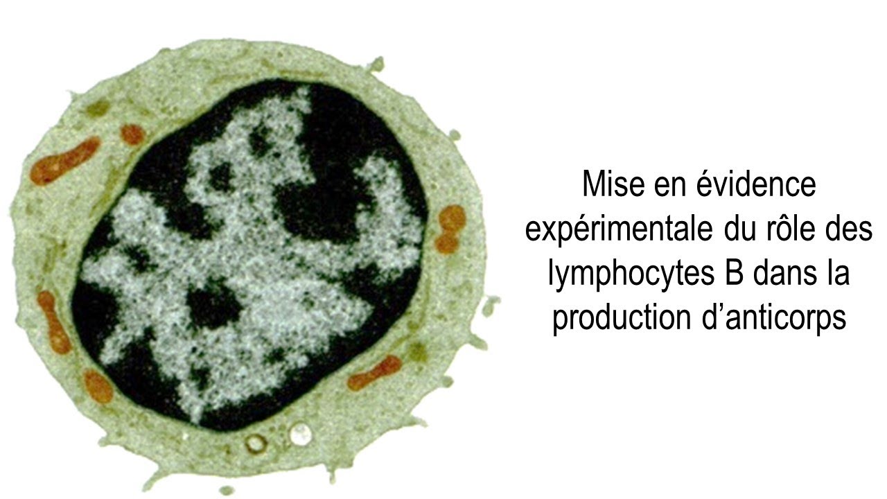 SVT - Première - Rôle des lymphocytes B dans la production d'anticorps ...