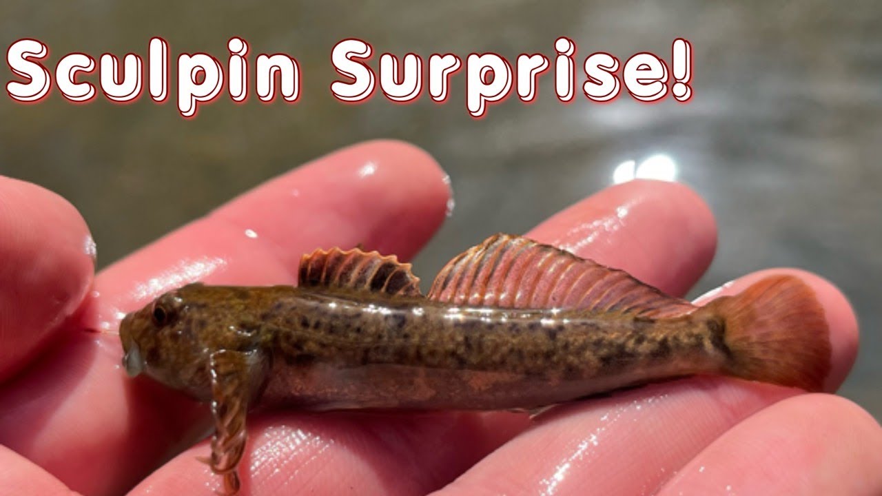 Micro-Fishing For Sculpin In My Home Waters! (A New Find In Chester ...