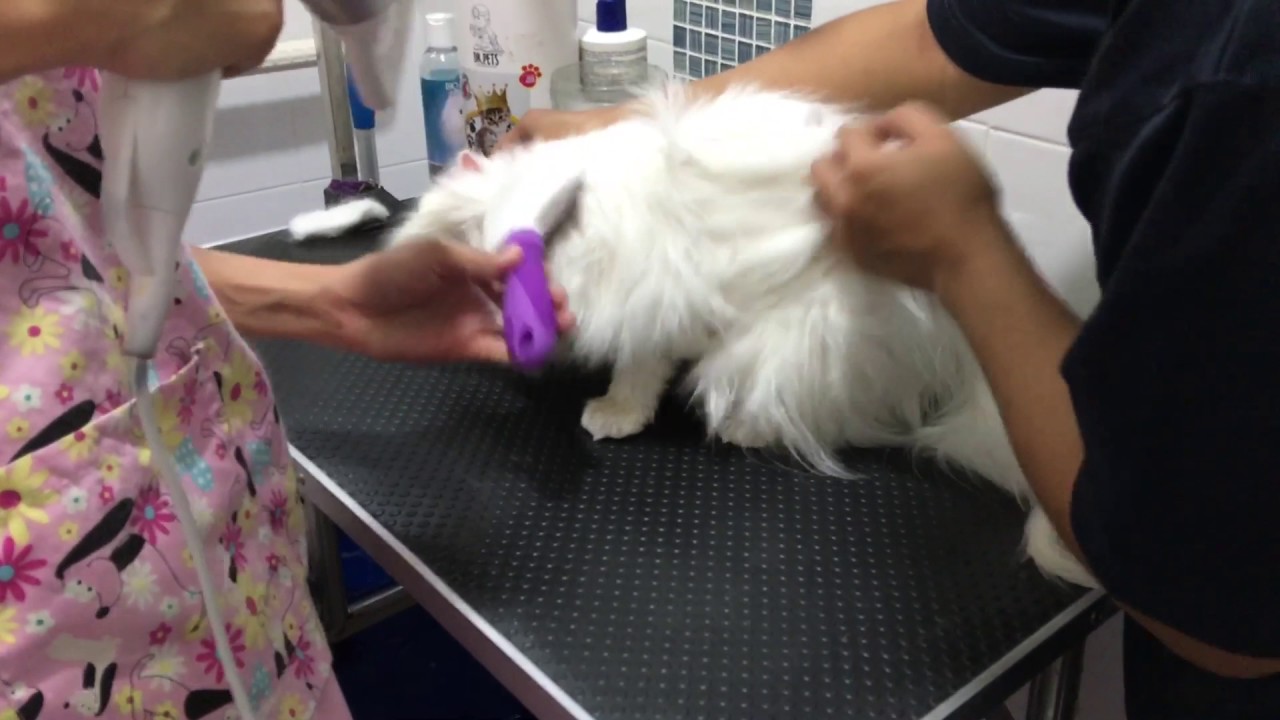Exotic Longhair Persian Cat Grooming Session - Part 5 - YouTube