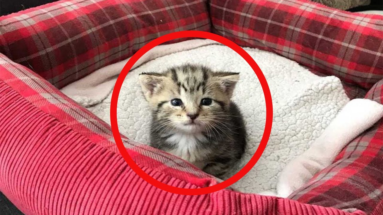 La transformación de este pequeño gatito te dejara sin palabras ...