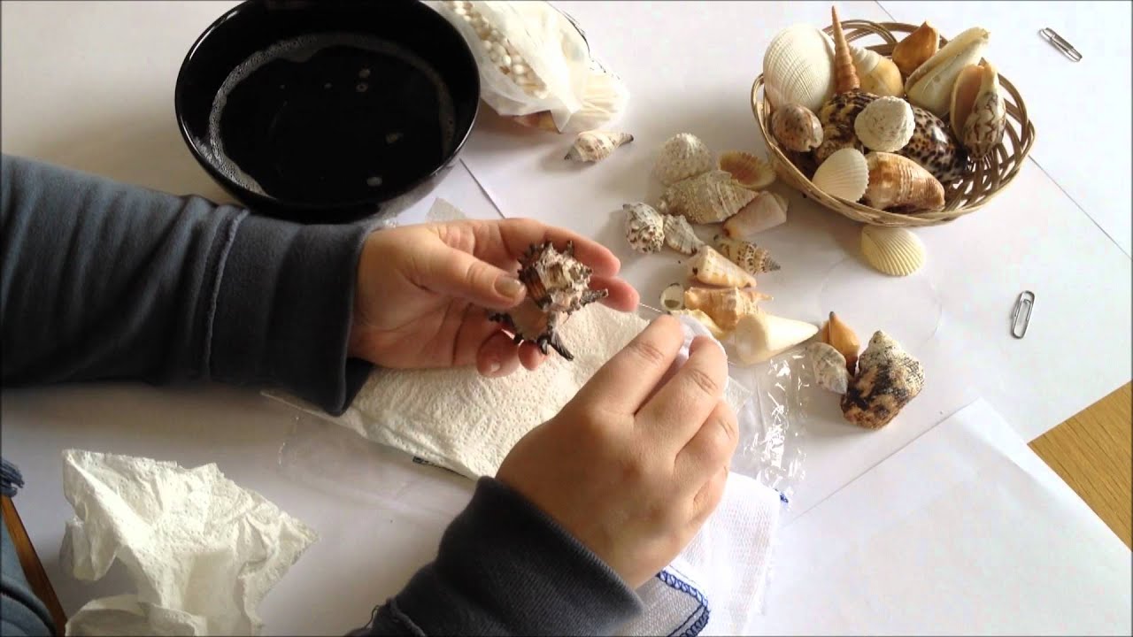 2/3 Cleaning Sea Shells - YouTube