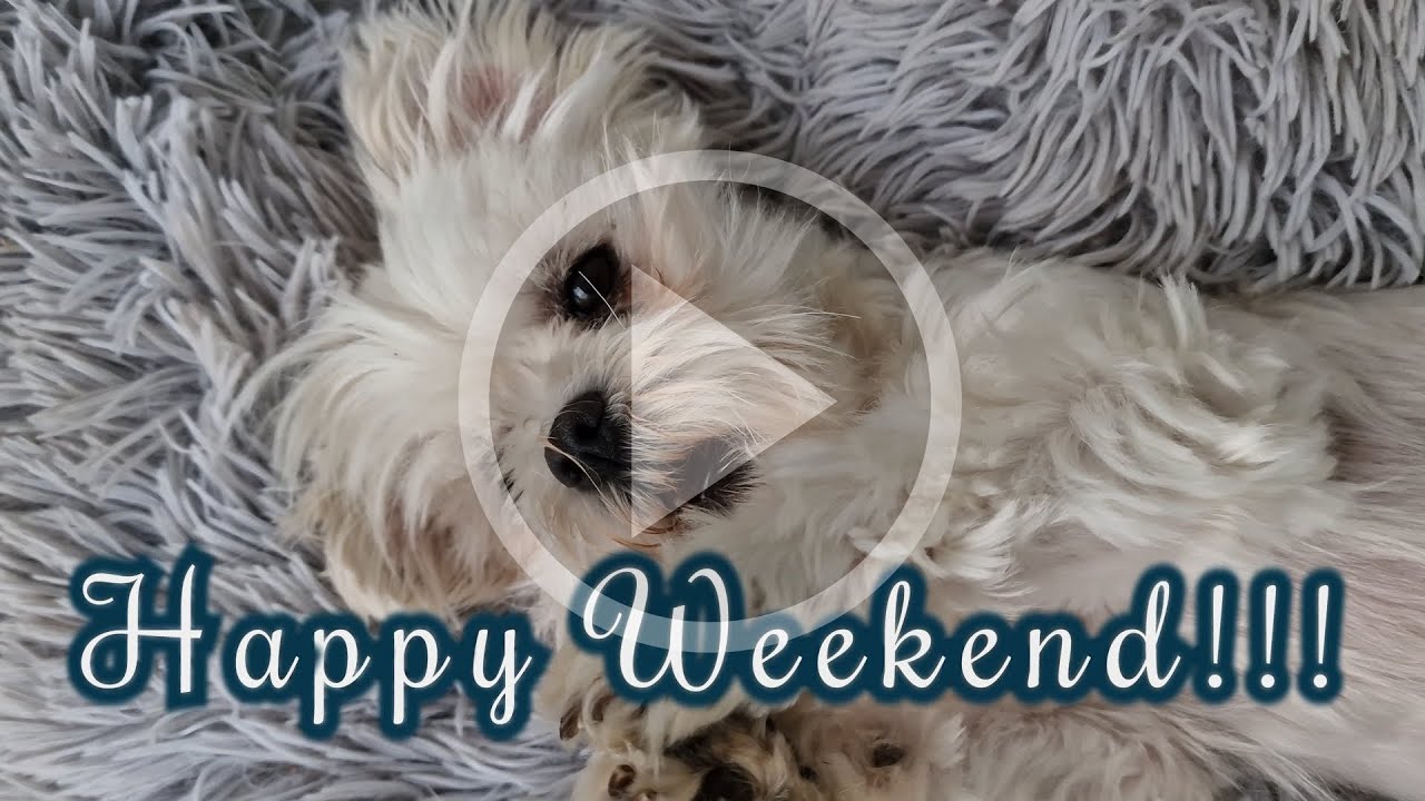 Have A Good Weekend Puppy