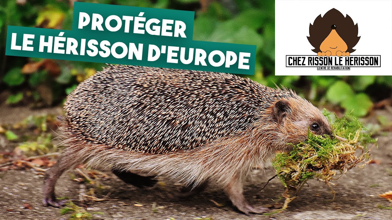 Le hérisson : espèce emblématique menacée (avec Pauline de l ...