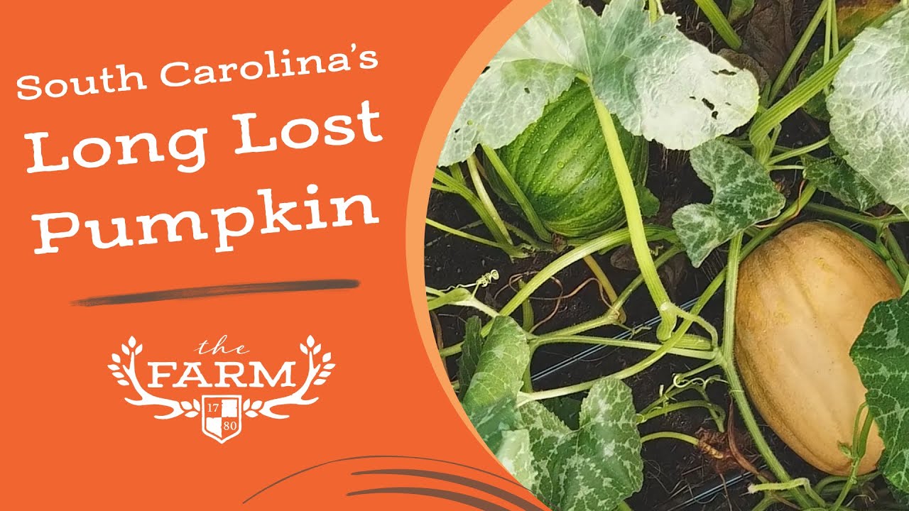 South Carolina's Long Lost Pumpkin - YouTube