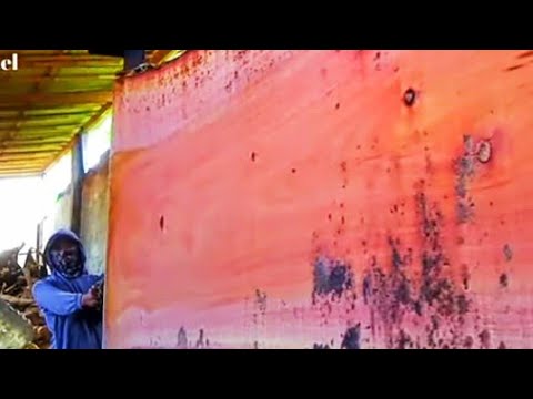 eski maun kesme || şerit testere ile kesin || kereste fabrikası