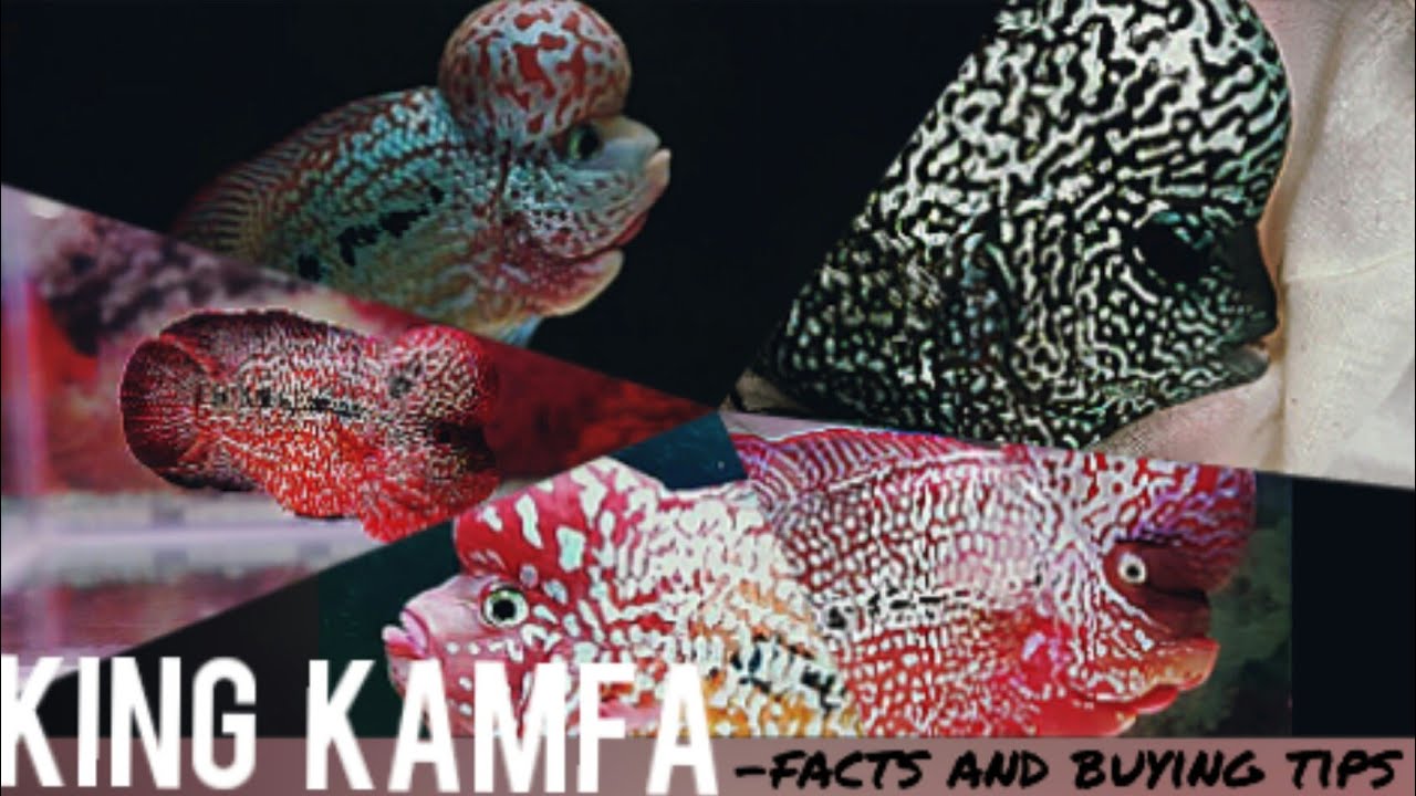 😍KING👑KAMFA😍-தமிழ்-How to Choose a King KAMFA?? -What is SPECIAL in a ...