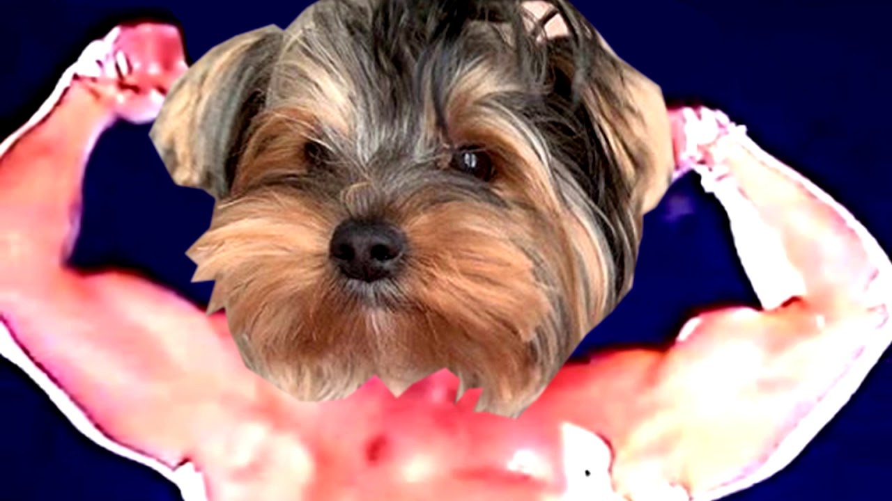 PEPPAH Rat March (No Visuals) - YouTube