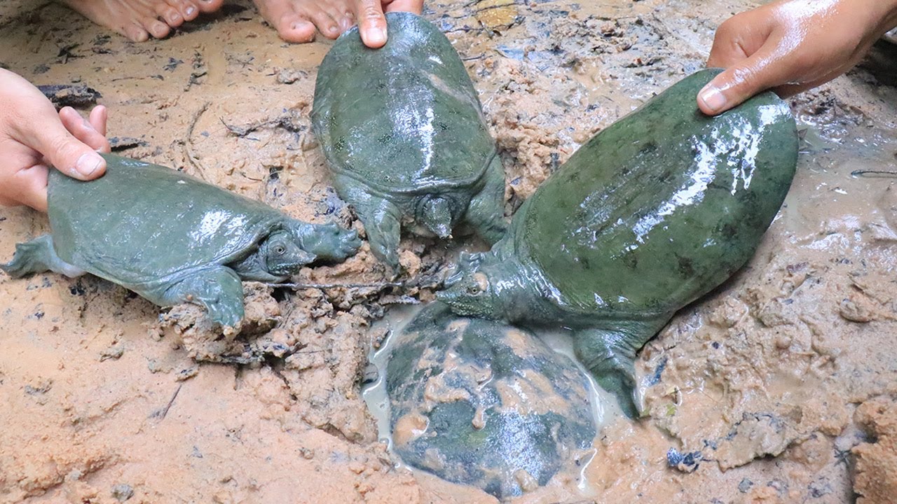 Amazing Catching a lot Turtle for Cooking Eating Delicious in Forest ...