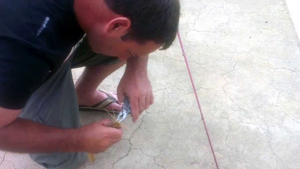 Vis vang op sy beste - YouTube