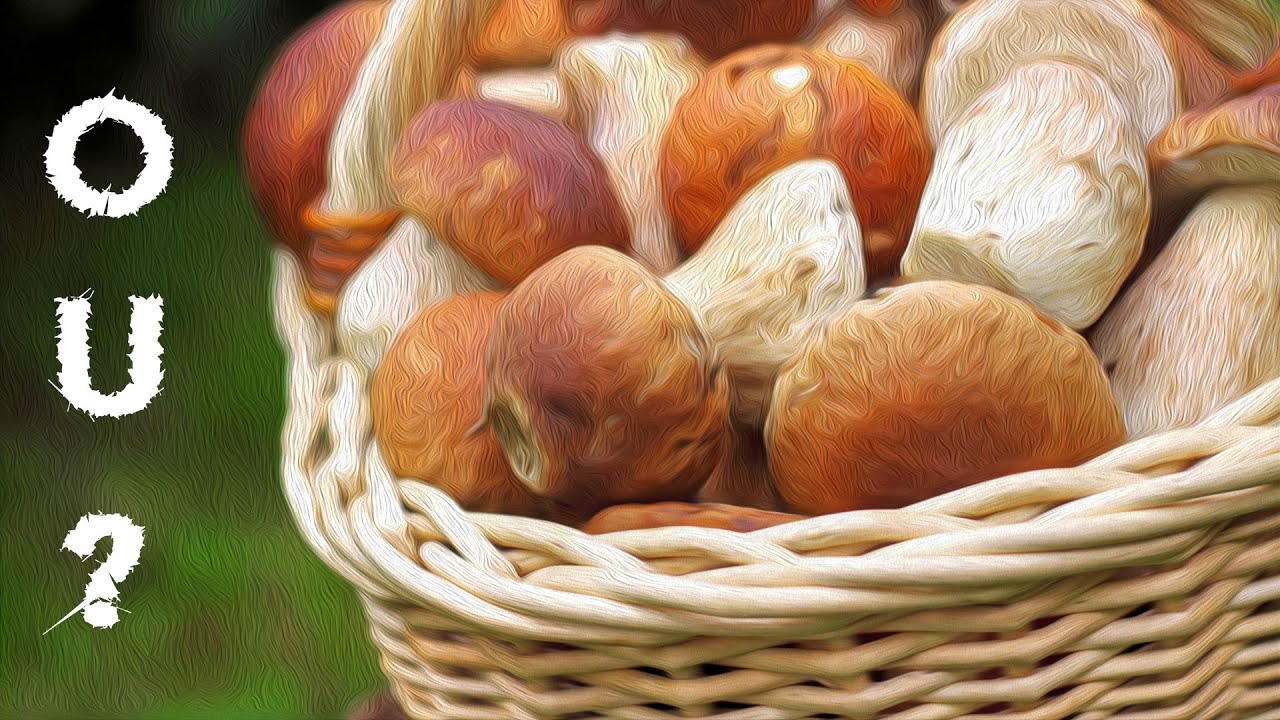 Ou trouver des cèpes ? Mon avis et mes astuces. - YouTube