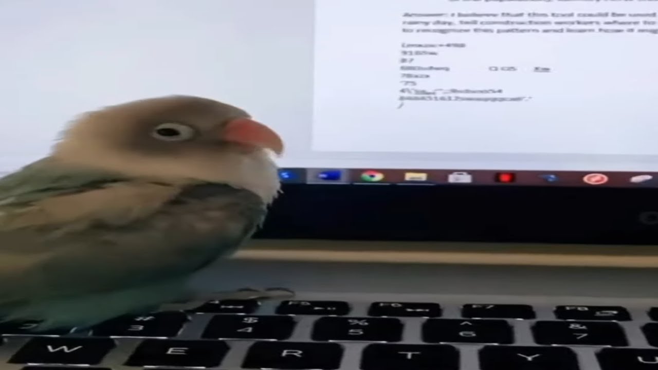 Bird Doing Homework - YouTube