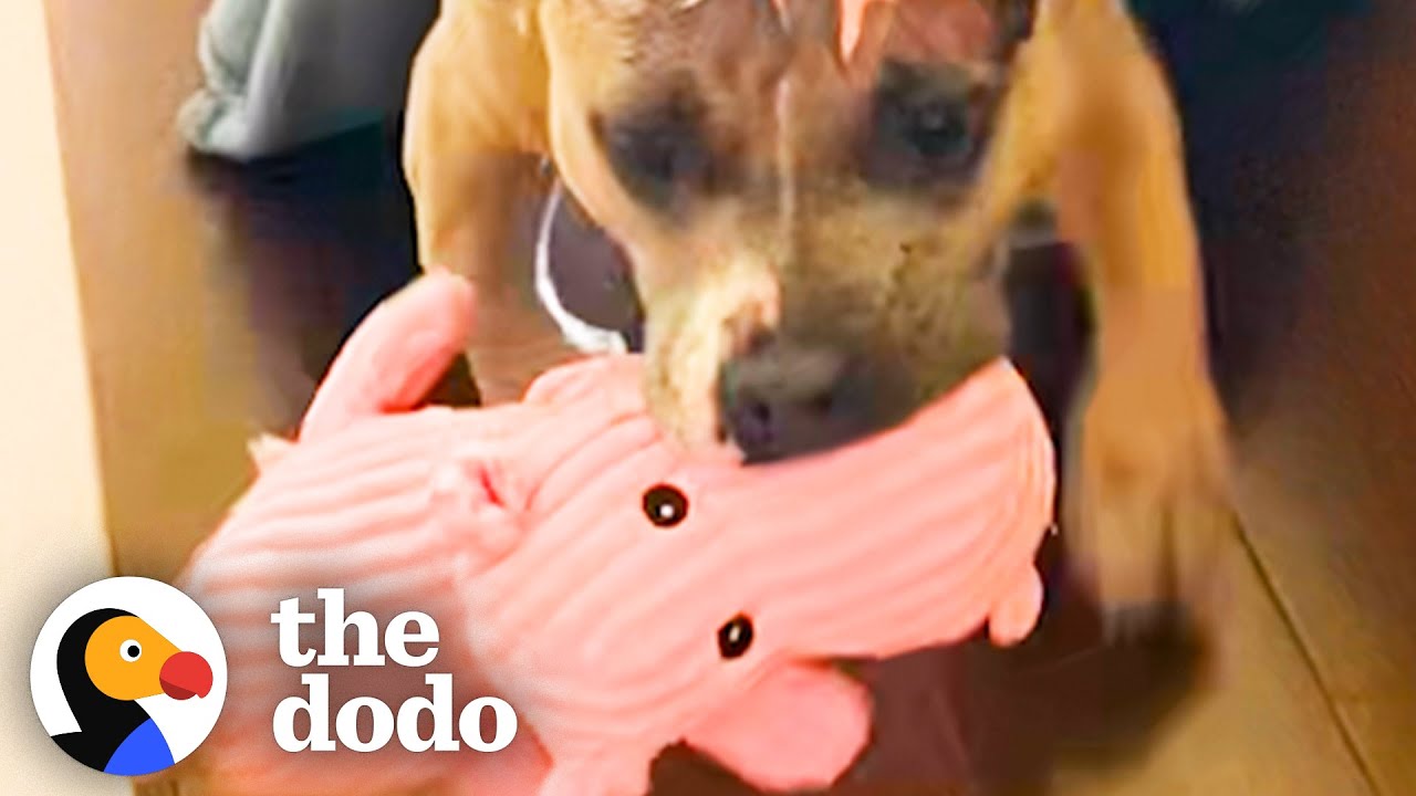 Rescue Pittie Can't Stop Smiling About Her Pink Plushie | The Dodo ...