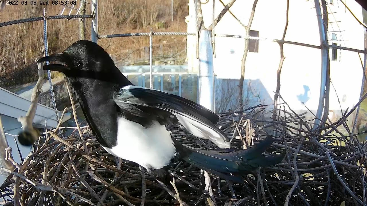 220309 magpie nest twigs steal - YouTube