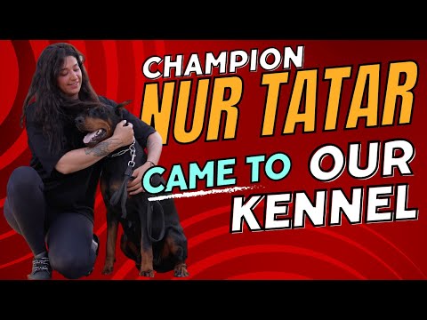 Olympic games winner, European winner,  our pride NUR TATAR came to our Kennel