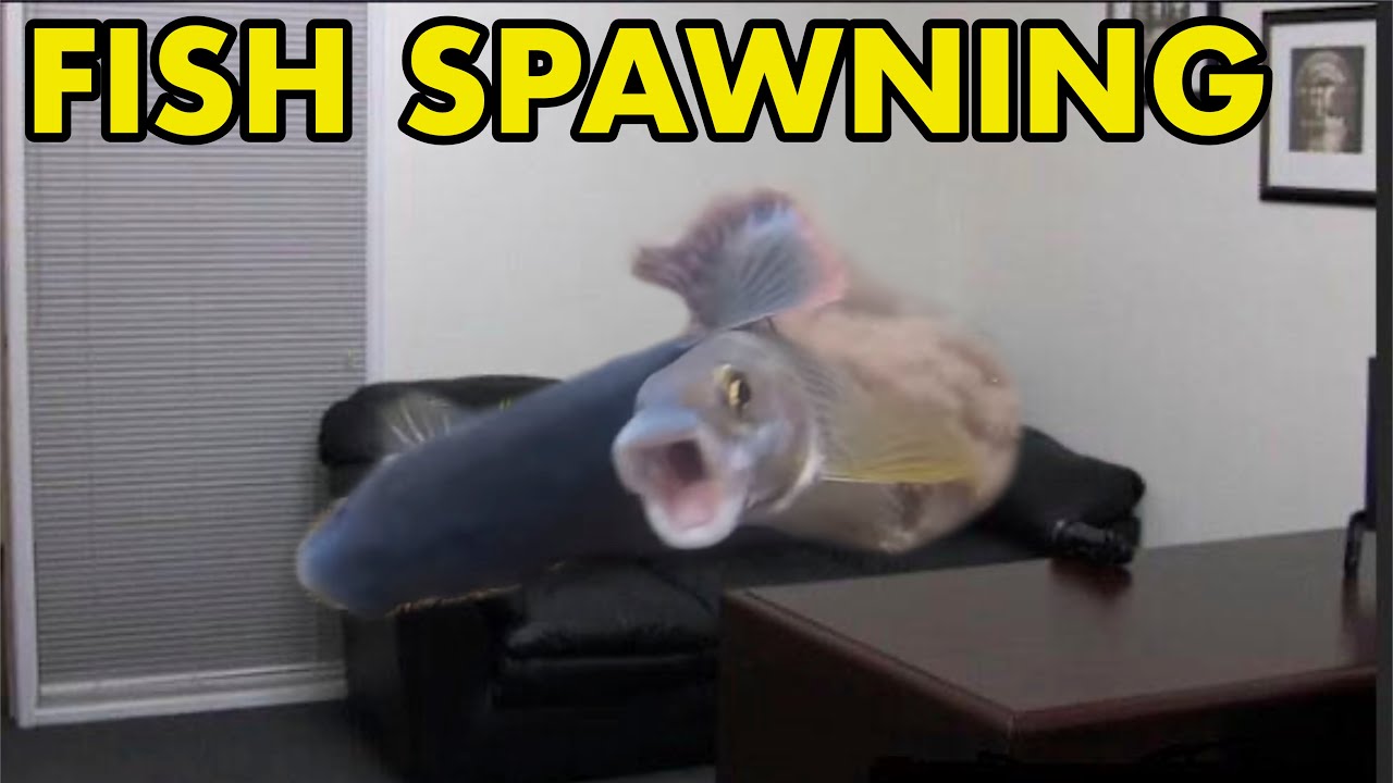 Fish Spawning Best Bits - YouTube