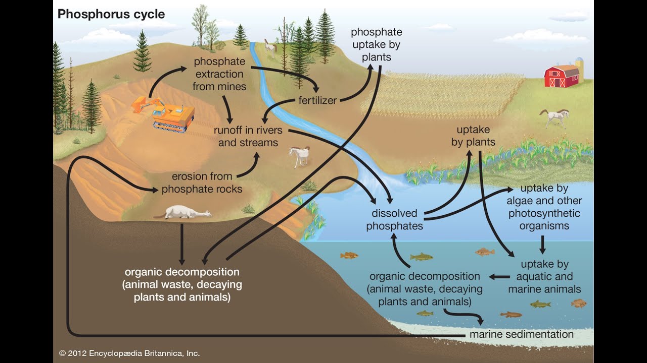 phosphorus cycle - YouTube